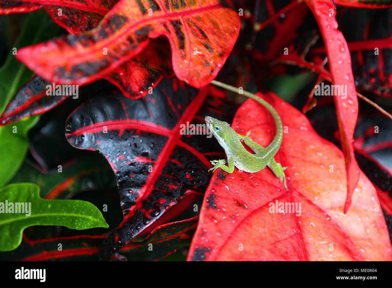Maui lizard hi-res stock photography and images - Alamy
