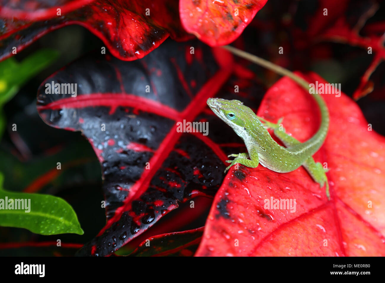 Maui lizard hi-res stock photography and images - Alamy