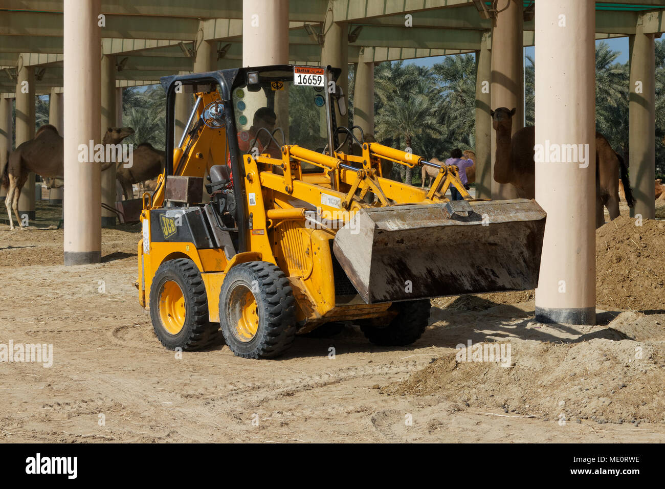 Royal Camel Farm. Kingdom of Bahrain. Königreich Bahrain. Mamlakat al ...