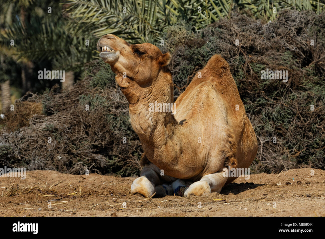 Bahrain camel hi-res stock photography and images - Alamy
