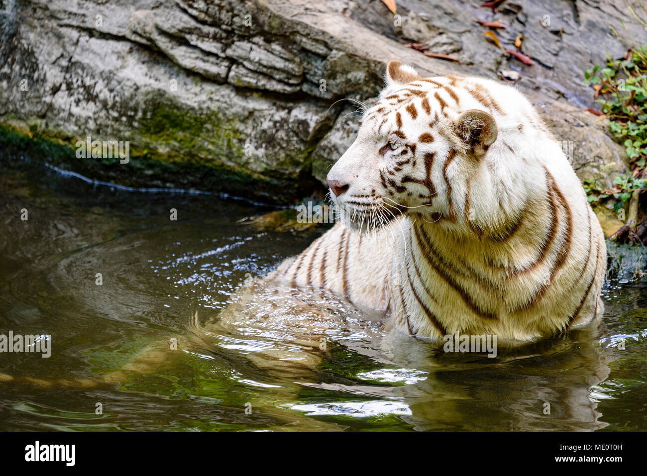 Real White Tiger Head