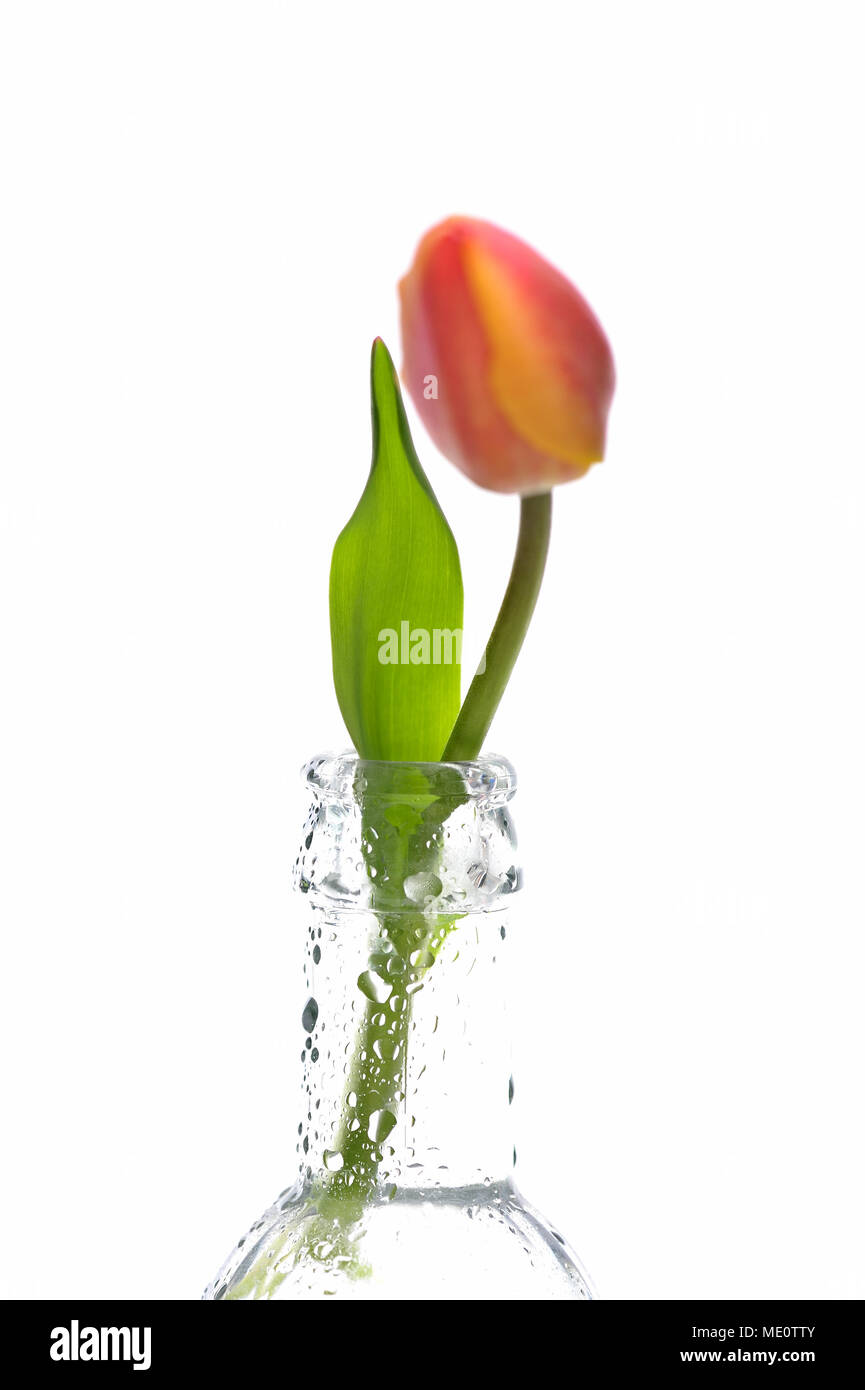 aroma, flower, fresh, open, reflection, stil life, spring, tulips ...