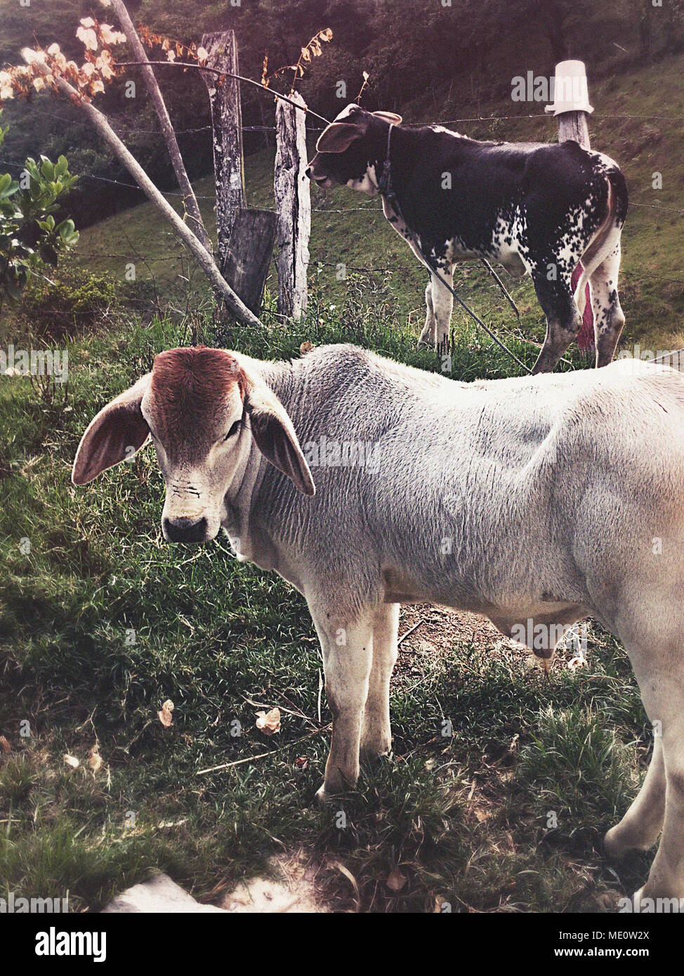 Livestock farming venezuela hi-res stock photography and images - Alamy