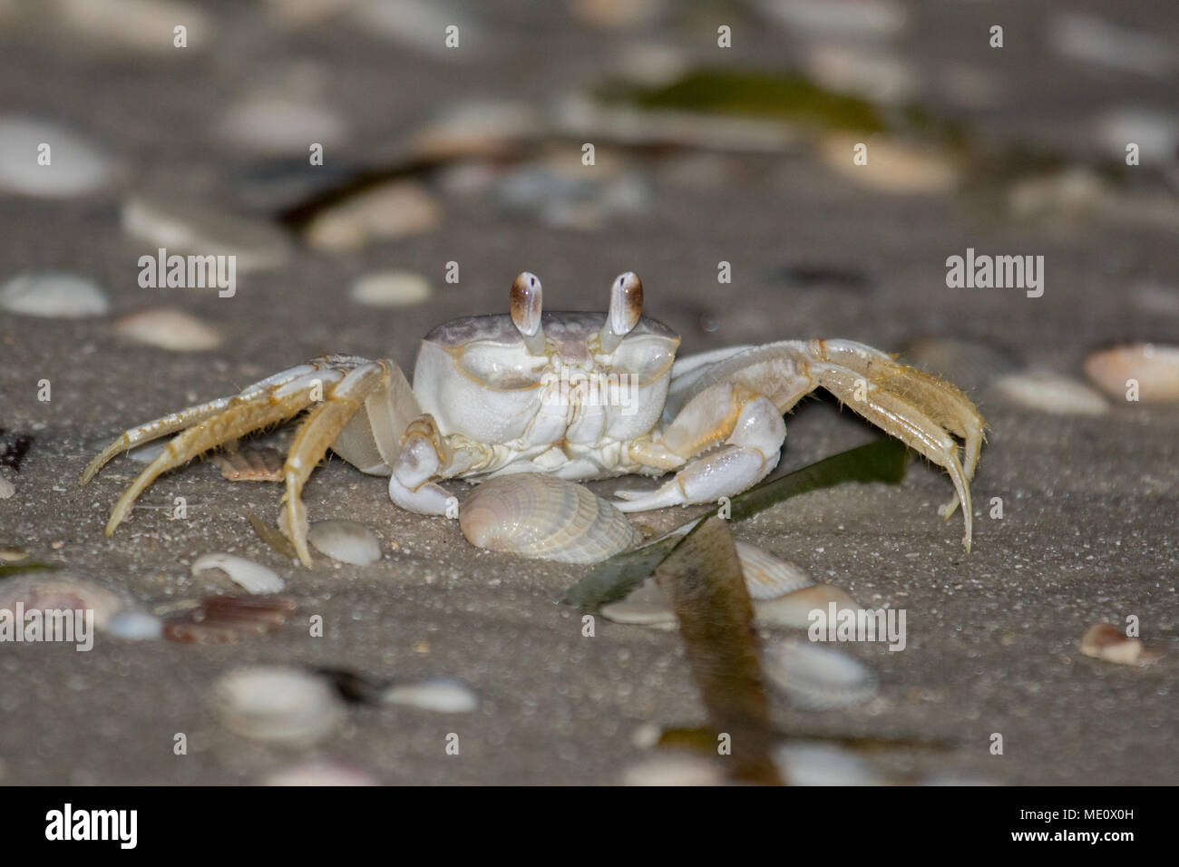 A ghost crab scavenging among shells along the Gulf of Mexico, USA ...