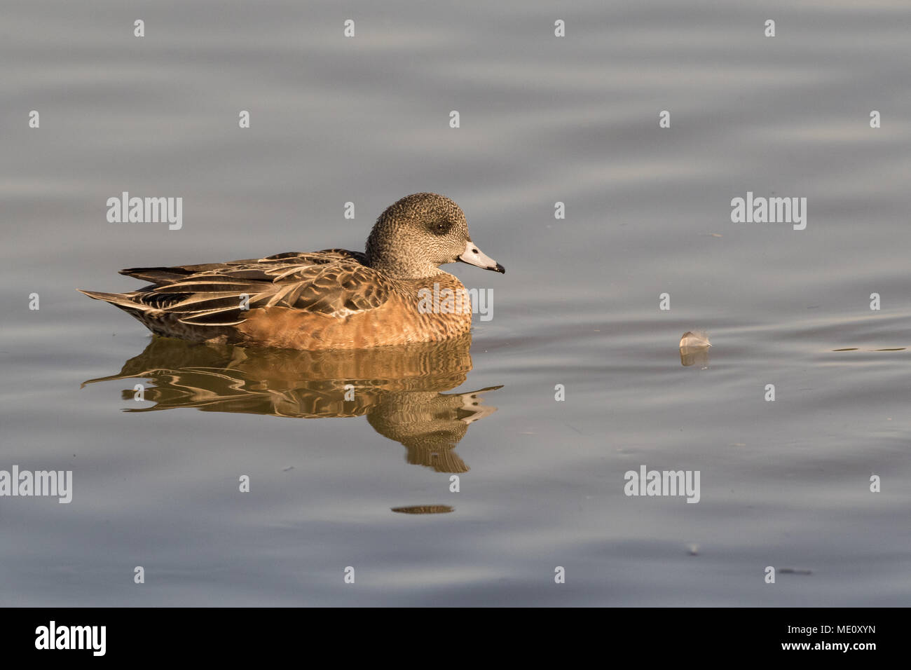 A hen American wigeon eyeing a floating feather Stock Photo - Alamy