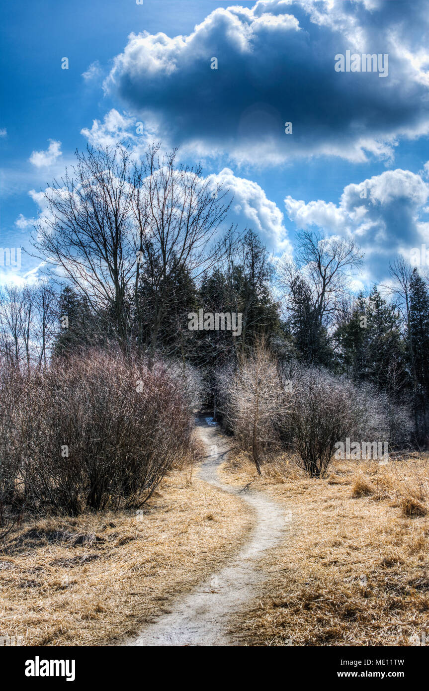 A narrow, winding, spring path leading through the field to the pine ...