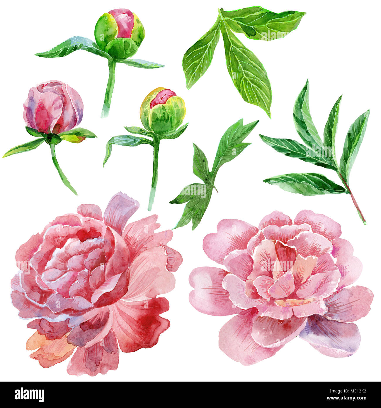 Watercolor peony set. Vintage floral elements with peony flowers and ...