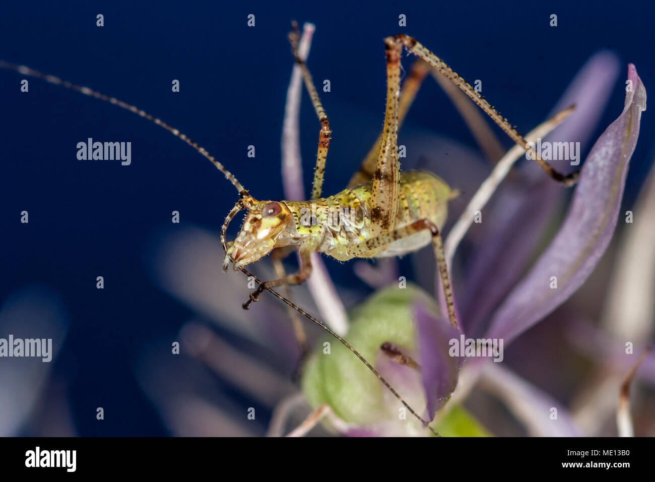 Katydid tettigoniidae juvenile hi-res stock photography and images - Alamy