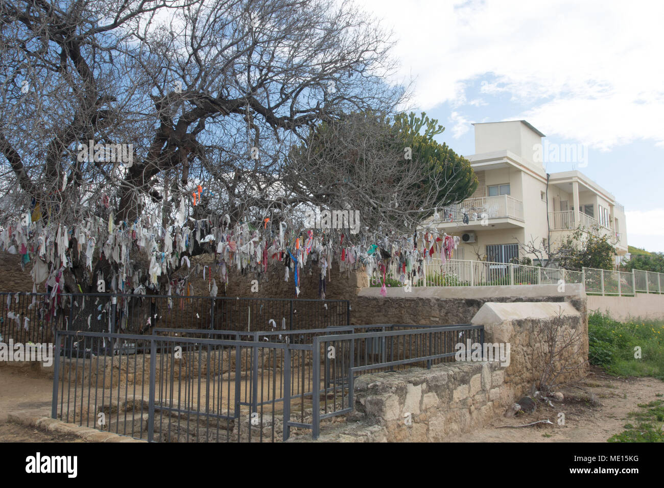 Terebinth tree hi-res stock photography and images - Alamy
