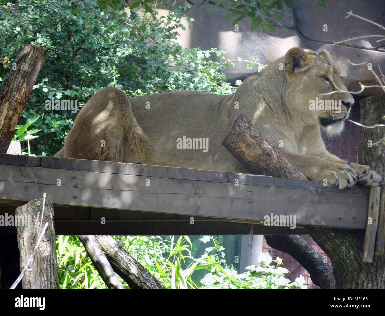 Lion pic hi-res stock photography and images - Alamy
