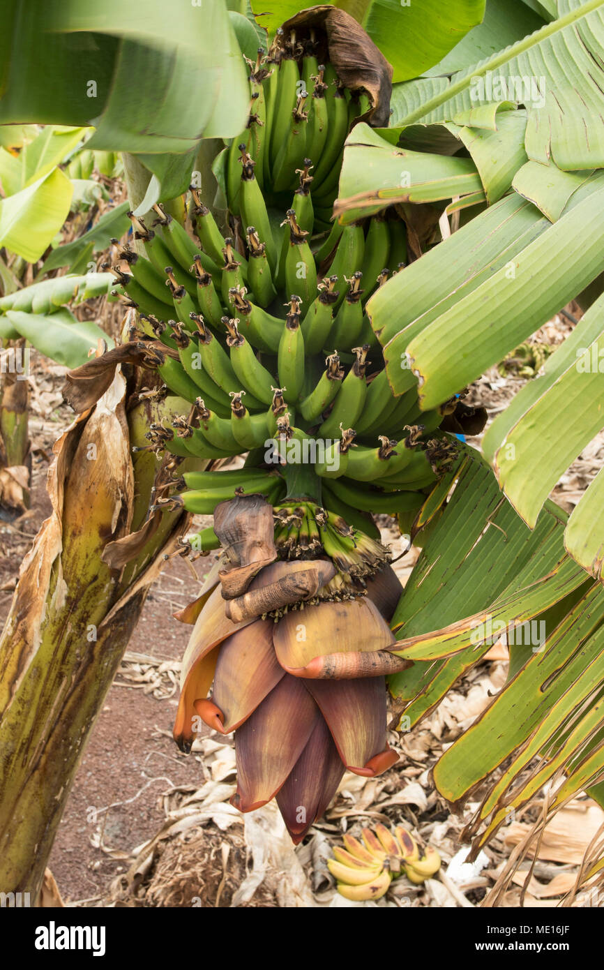 Commercially grown bananas and banana flowers on the tree in the paphos ...