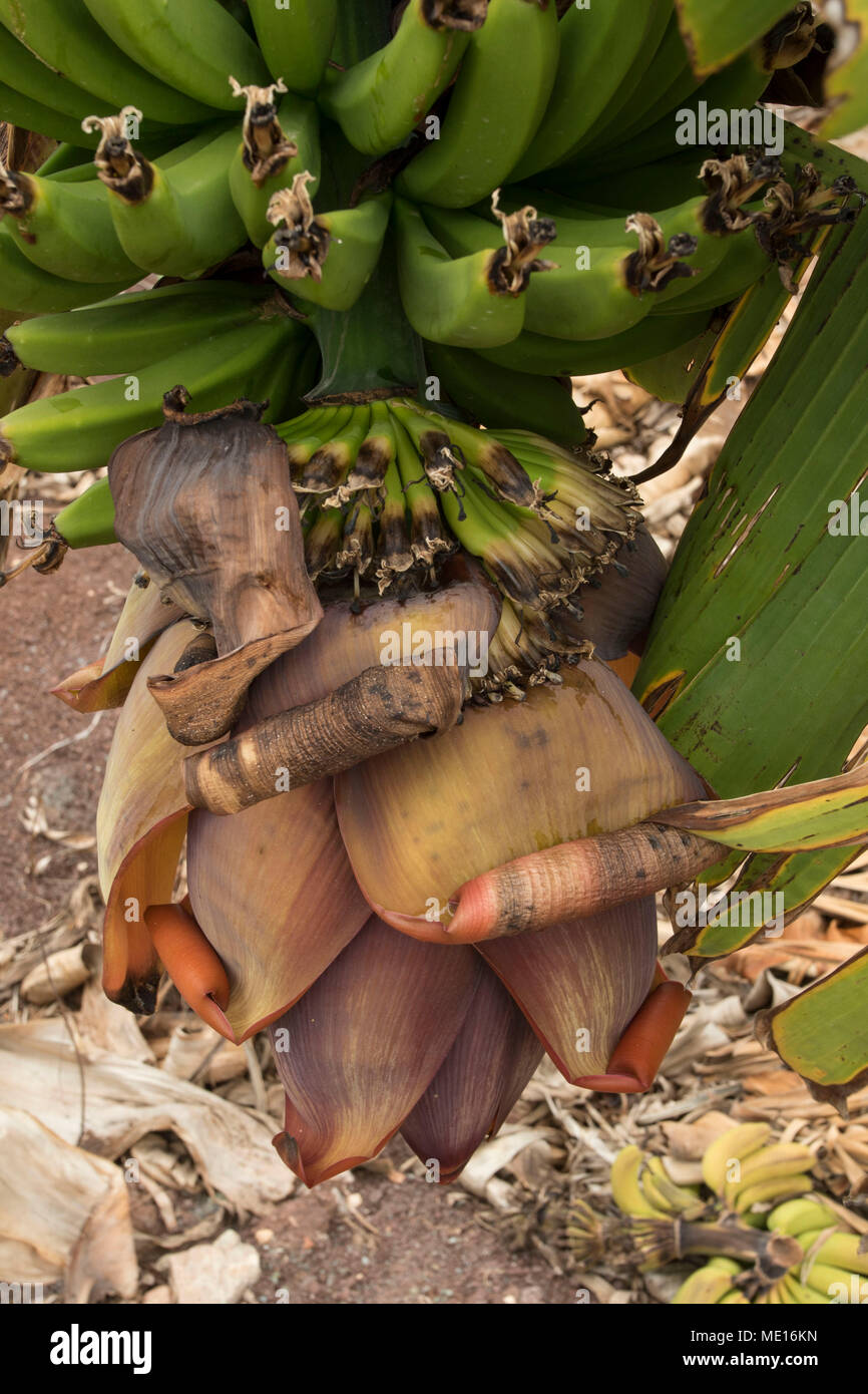 Commercially grown bananas and banana flowers on the tree in the paphos ...