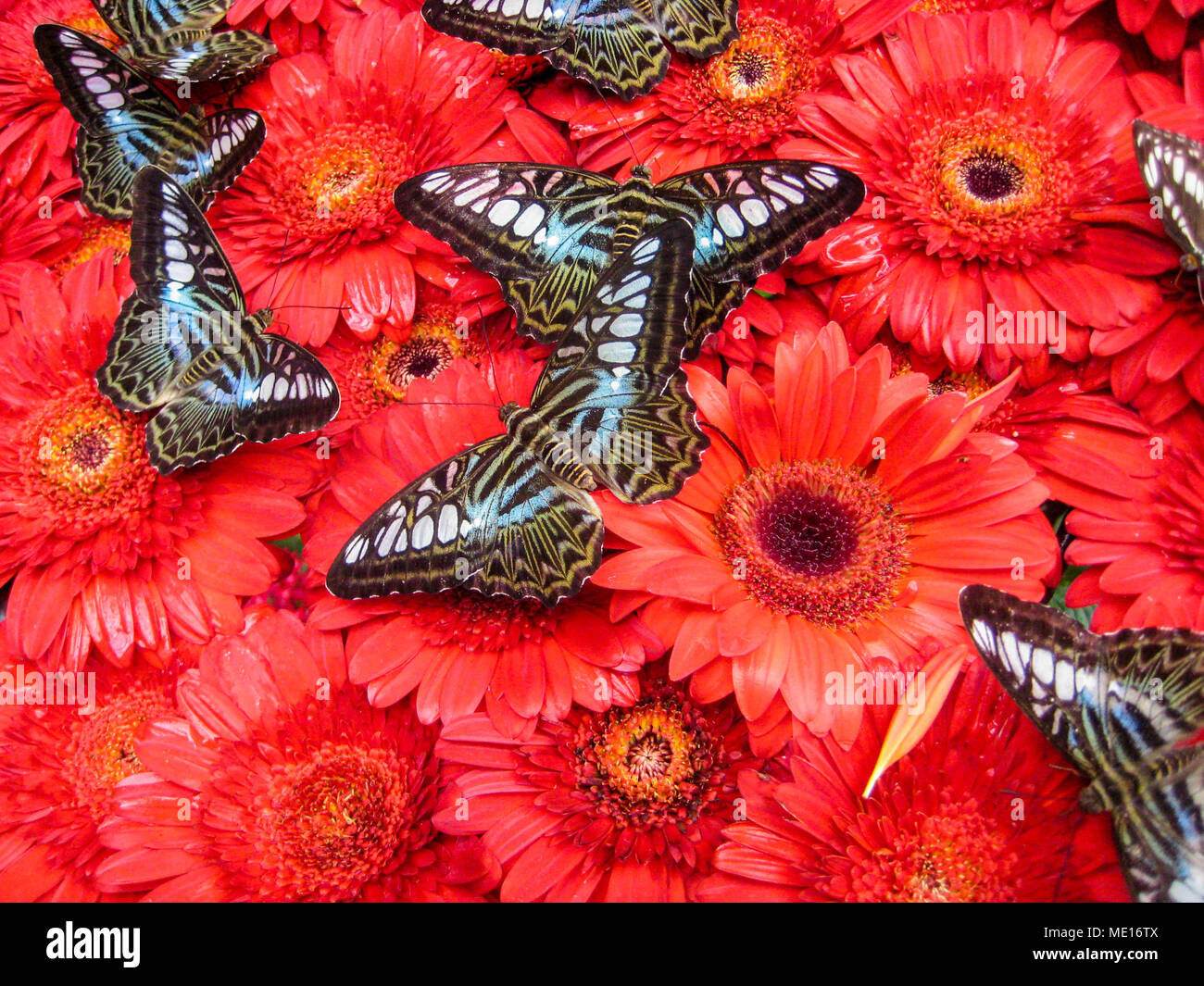 Blue Clipper butterfly (Parthenos sylvia Stock Photo - Alamy