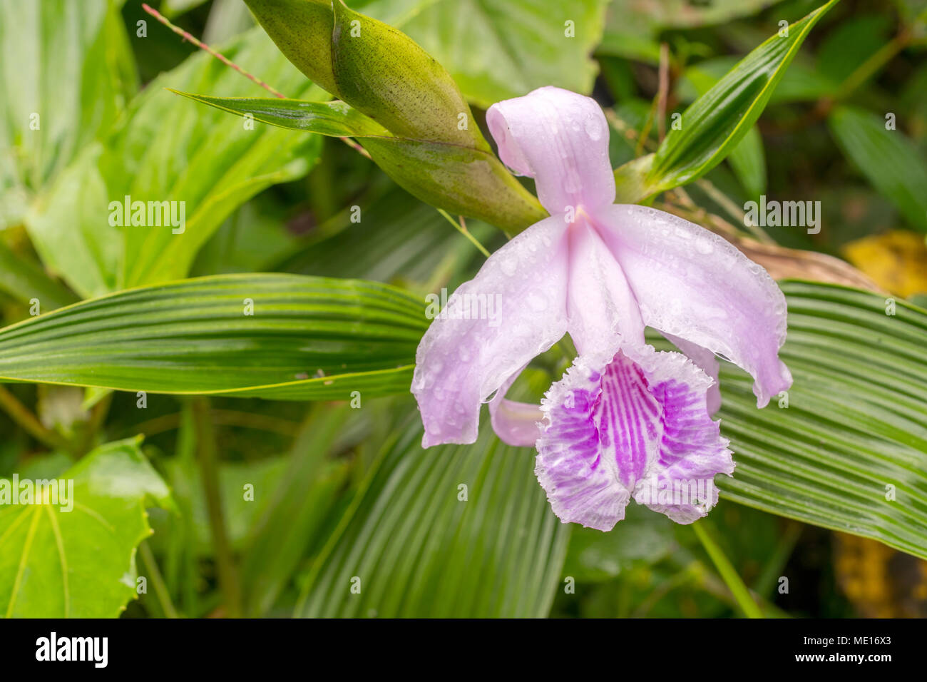 Orchid (Sobralia sp.) flowering in montane rainforest. On the Amazonian ...