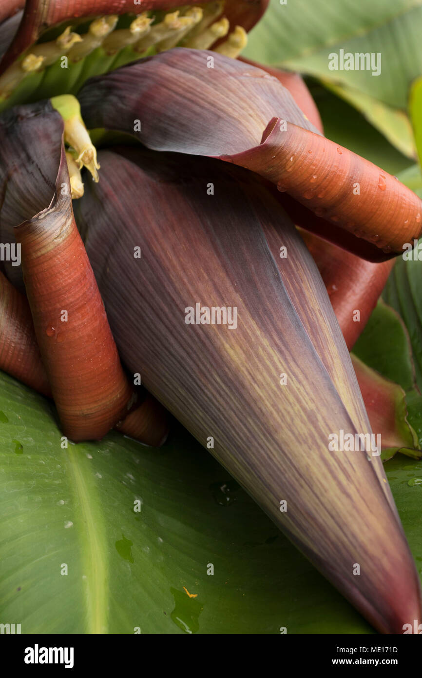 Commercially grown bananas and banana flowers on the tree in the paphos ...