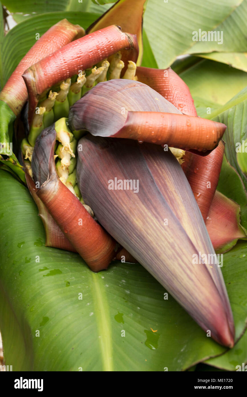 Commercially grown bananas and banana flowers on the tree in the paphos ...