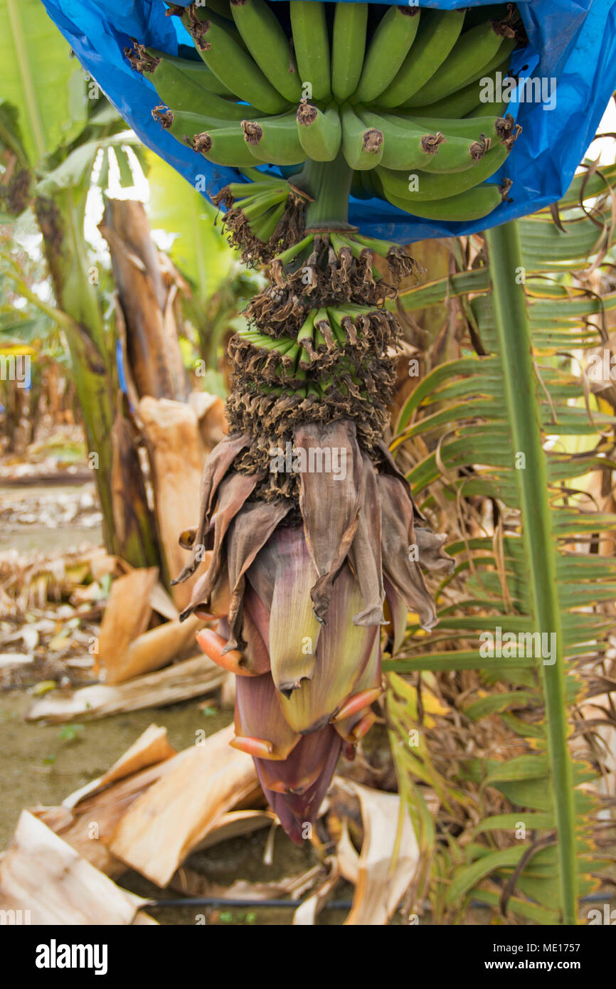 Commercially grown bananas and banana flowers on the tree in the paphos ...