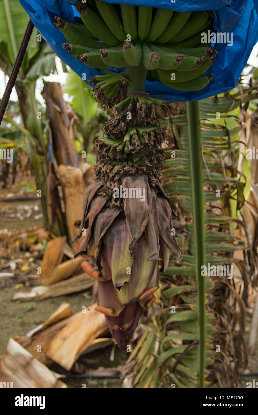 Commercially grown bananas and banana flowers on the tree in the paphos ...