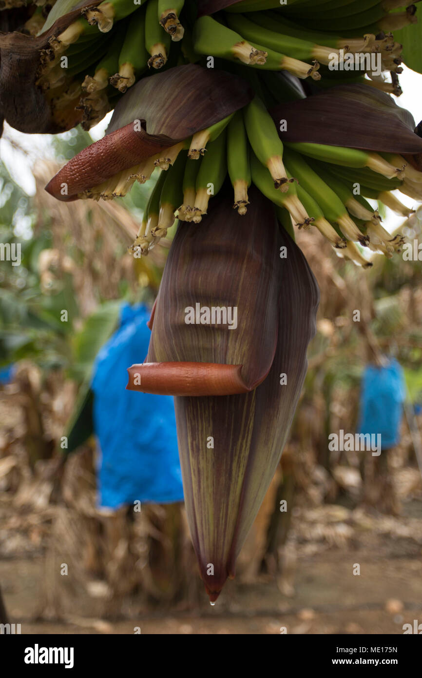 Commercially grown bananas and banana flowers on the tree in the paphos ...