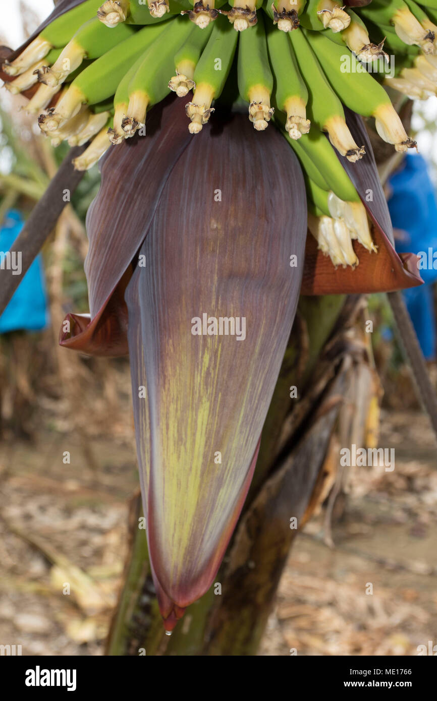 Commercially grown bananas and banana flowers on the tree in the paphos ...