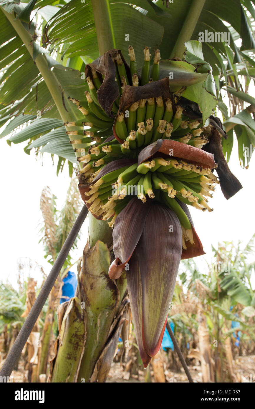 Commercially grown bananas and banana flowers on the tree in the paphos ...
