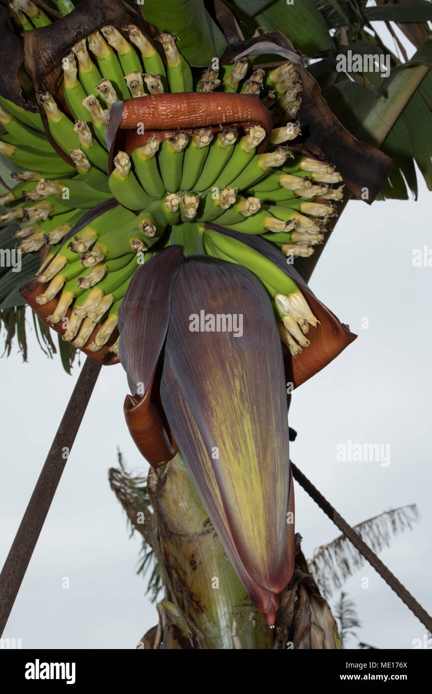 Commercially grown bananas and banana flowers on the tree in the paphos ...