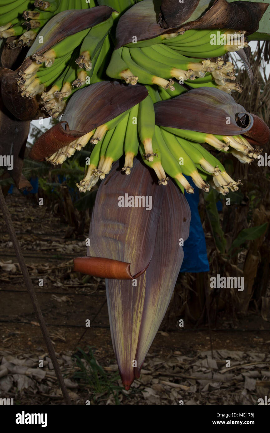 Commercially grown bananas and banana flowers on the tree in the paphos ...