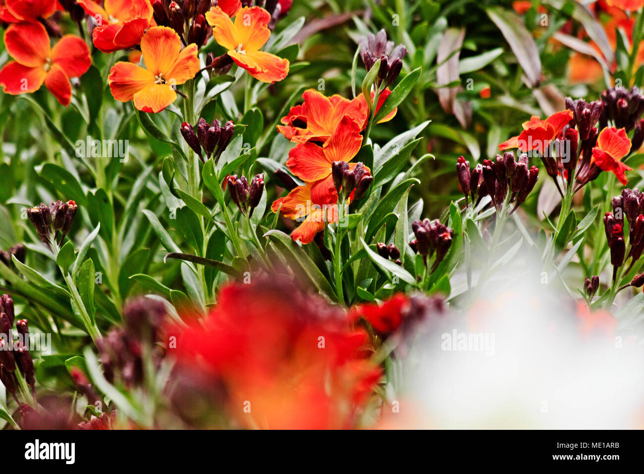 Spring flowers in all its beauty under the spring sky Stock Photo - Alamy