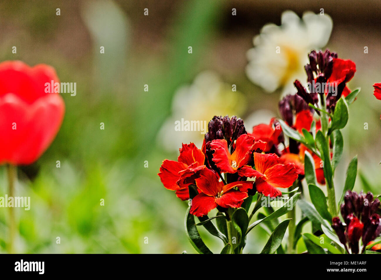 Spring flowers in all its beauty under the spring sky Stock Photo - Alamy