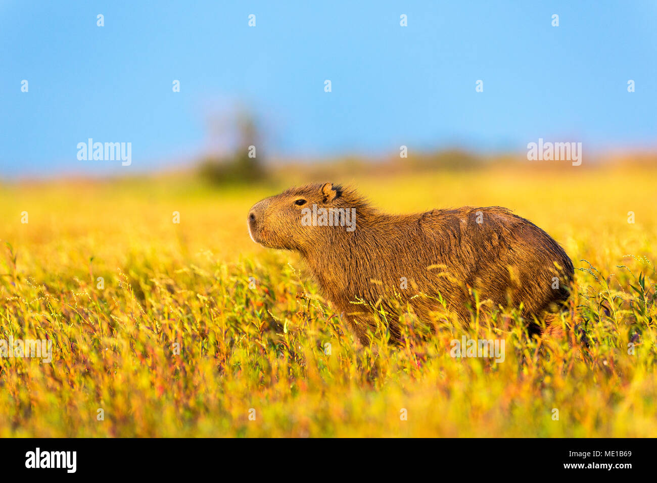 Capybara (Hydrochaeris hydrochaeris Stock Photo - Alamy