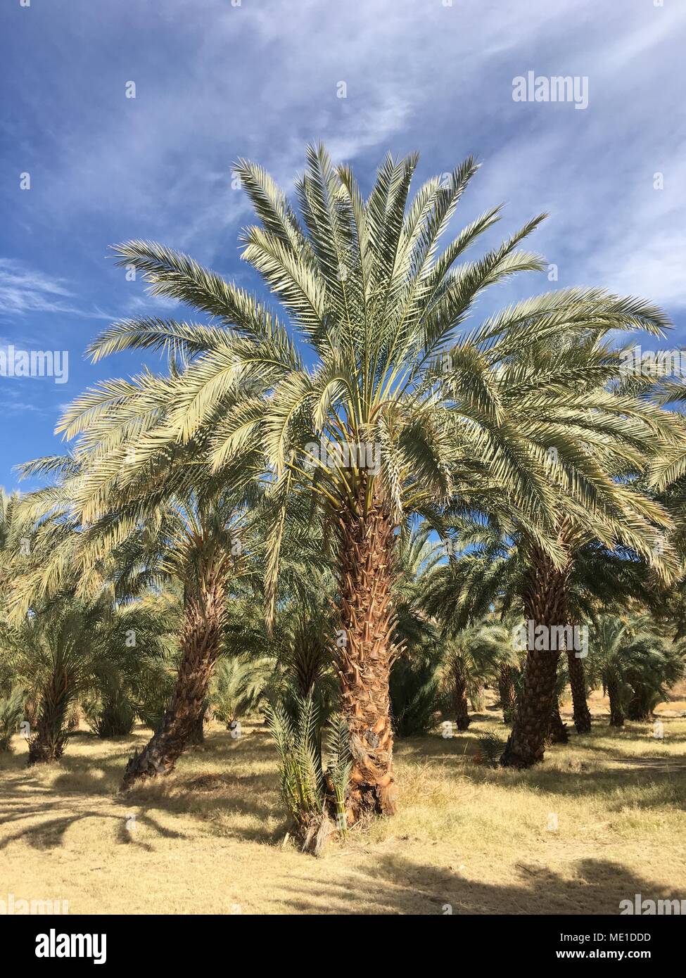 China Ranch Date Farm Stock Photo - Alamy
