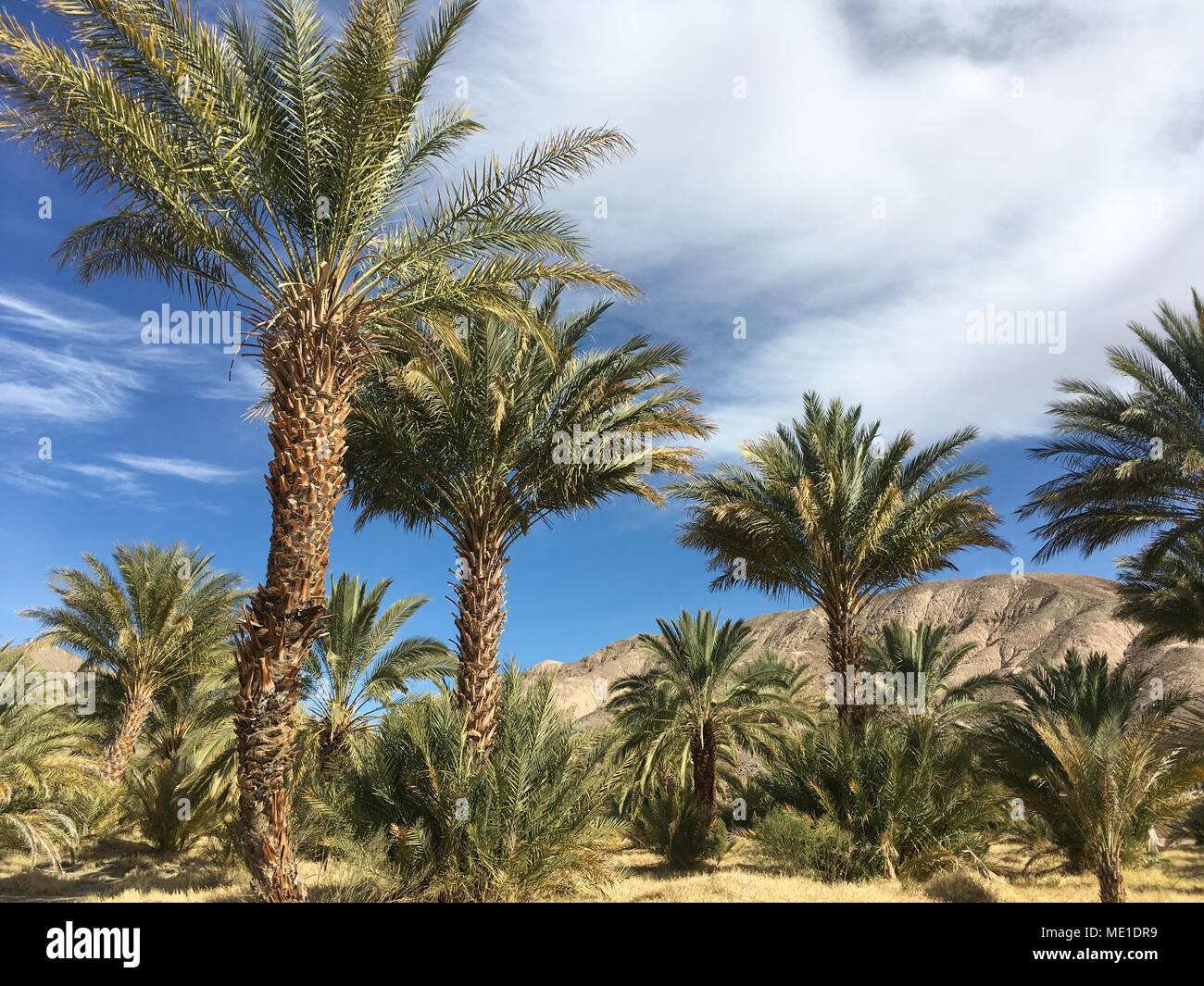 China Ranch Date Farm Stock Photo - Alamy