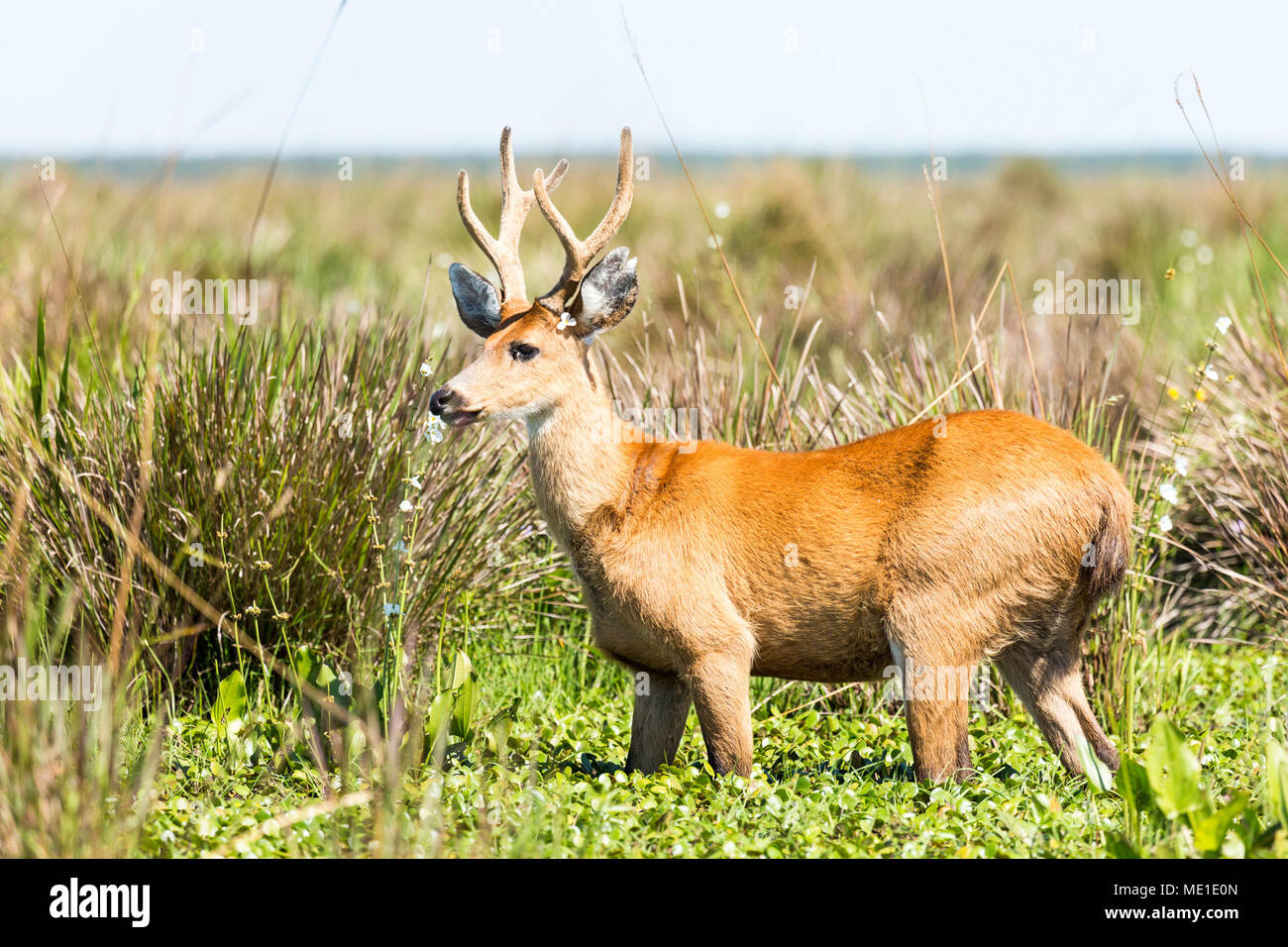 Marsh deer ibera hi-res stock photography and images - Alamy