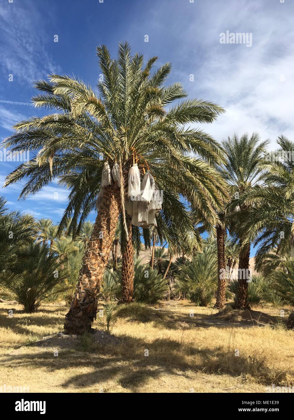 China Ranch Date Farm Stock Photo - Alamy