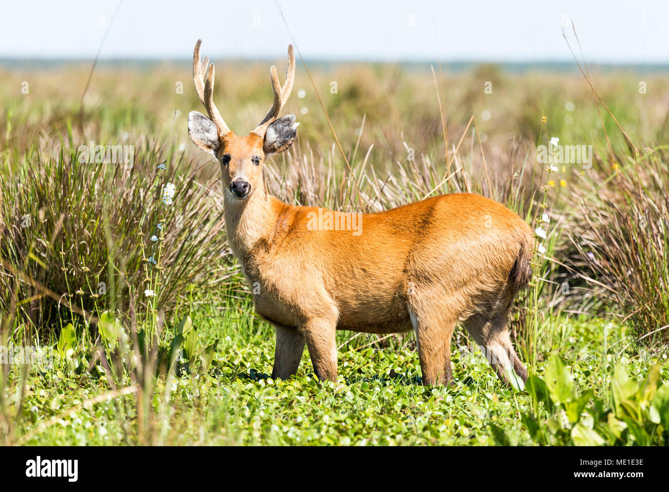 Male Marsh Deer (Blastocerus dichotomus Stock Photo - Alamy