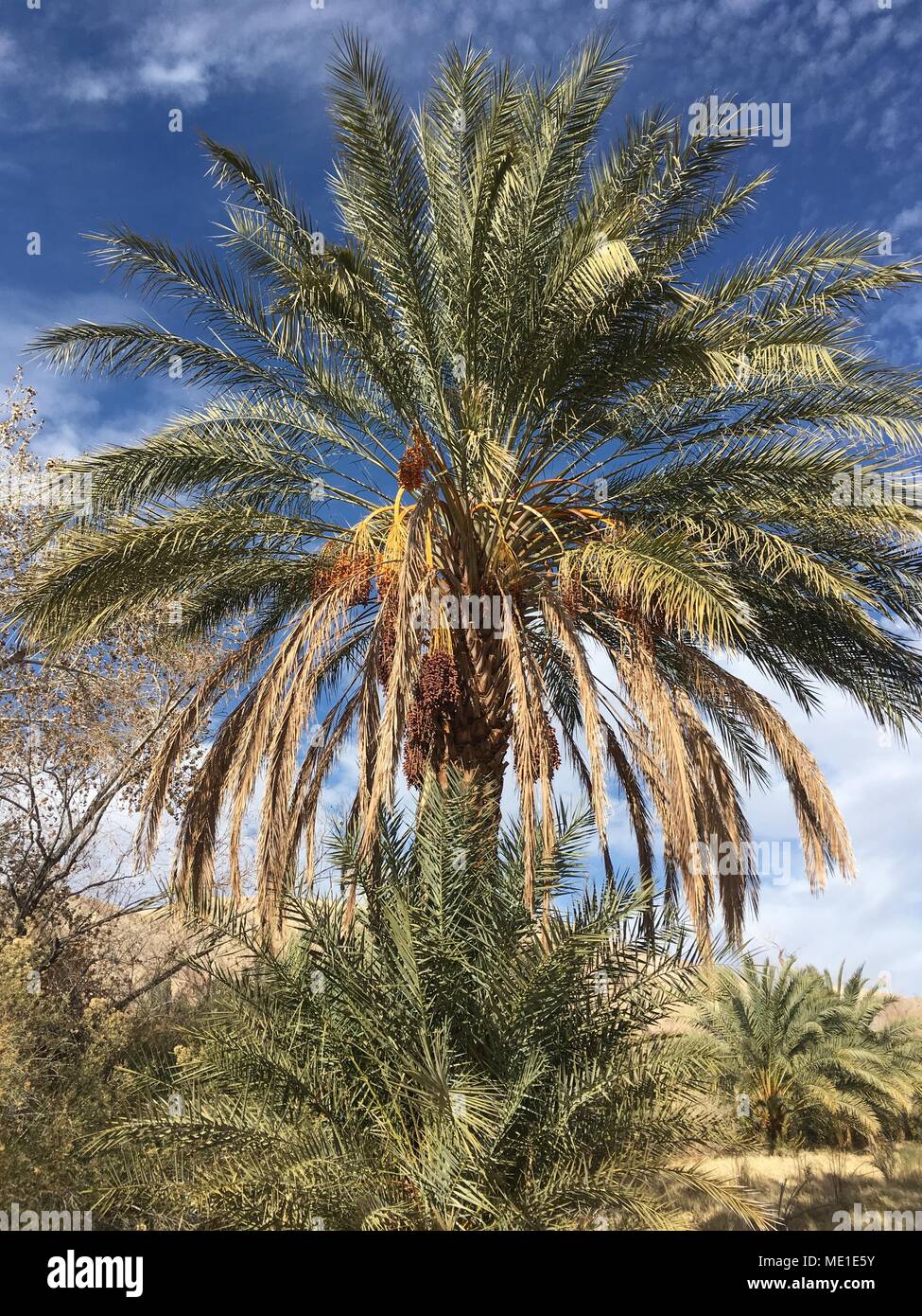 China ranch date farm hi-res stock photography and images - Alamy