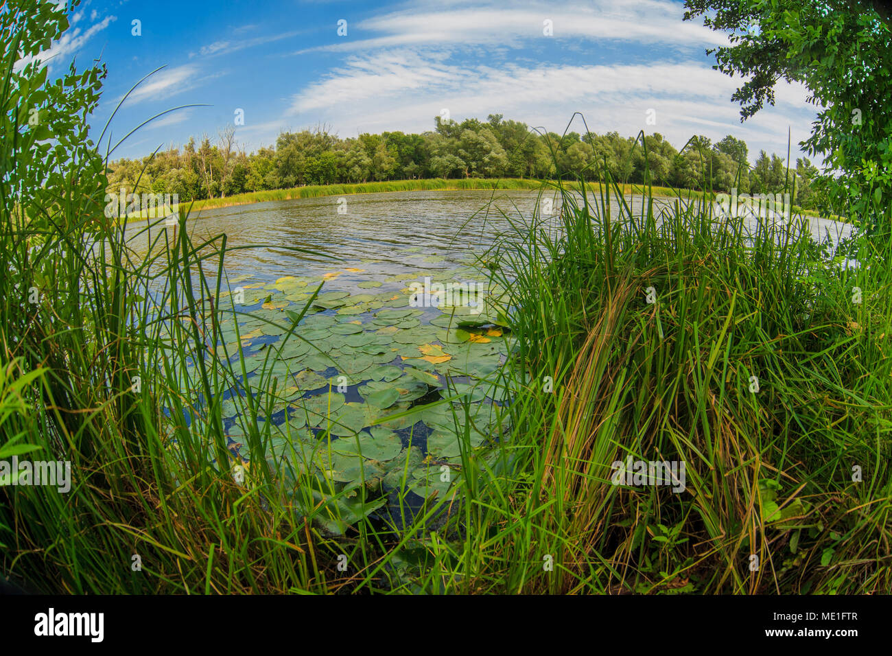 Russia ake with water lilies pond nature landscape on the backgr Stock ...