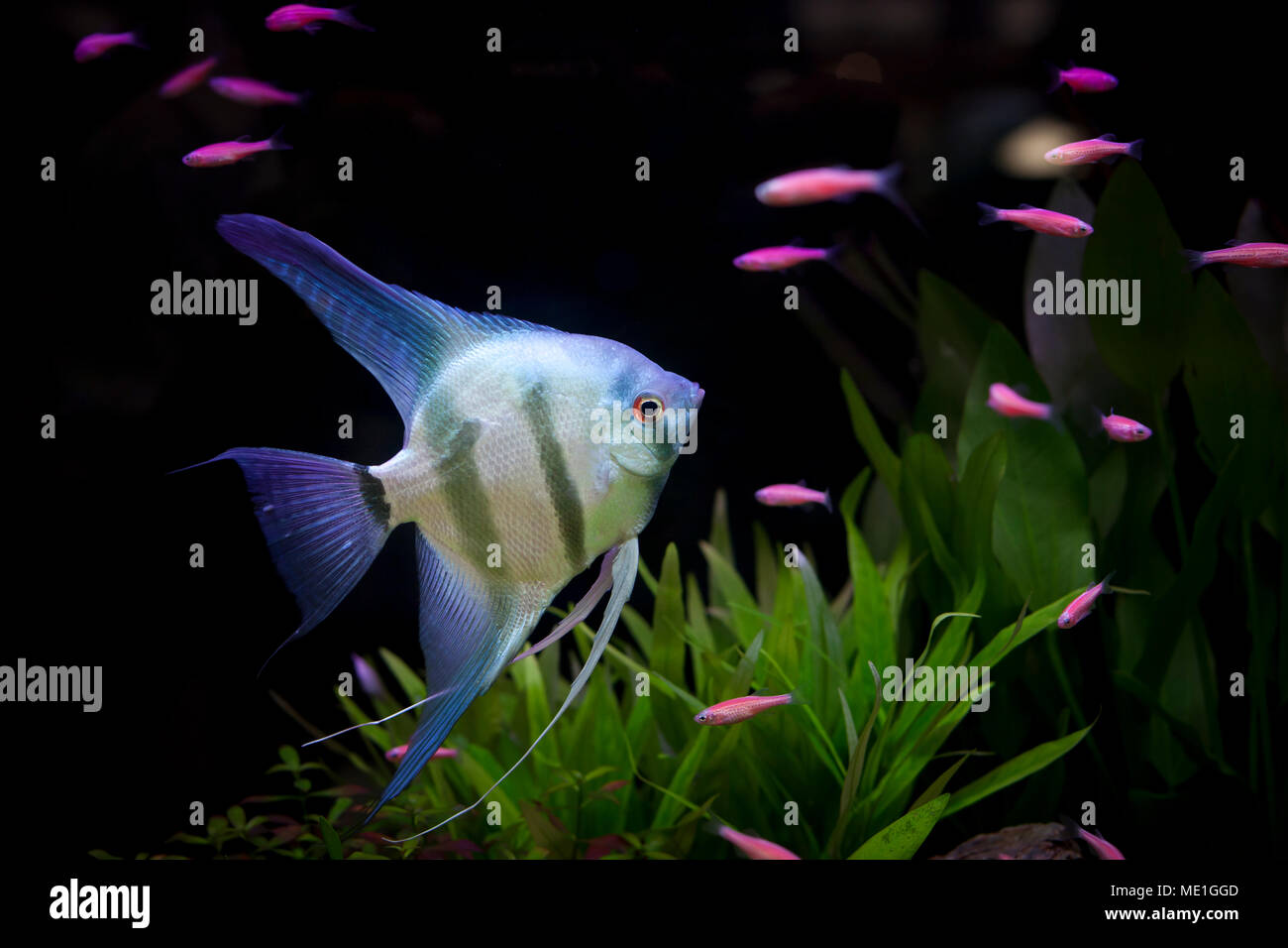 Angle fish hi-res stock photography and images - Alamy