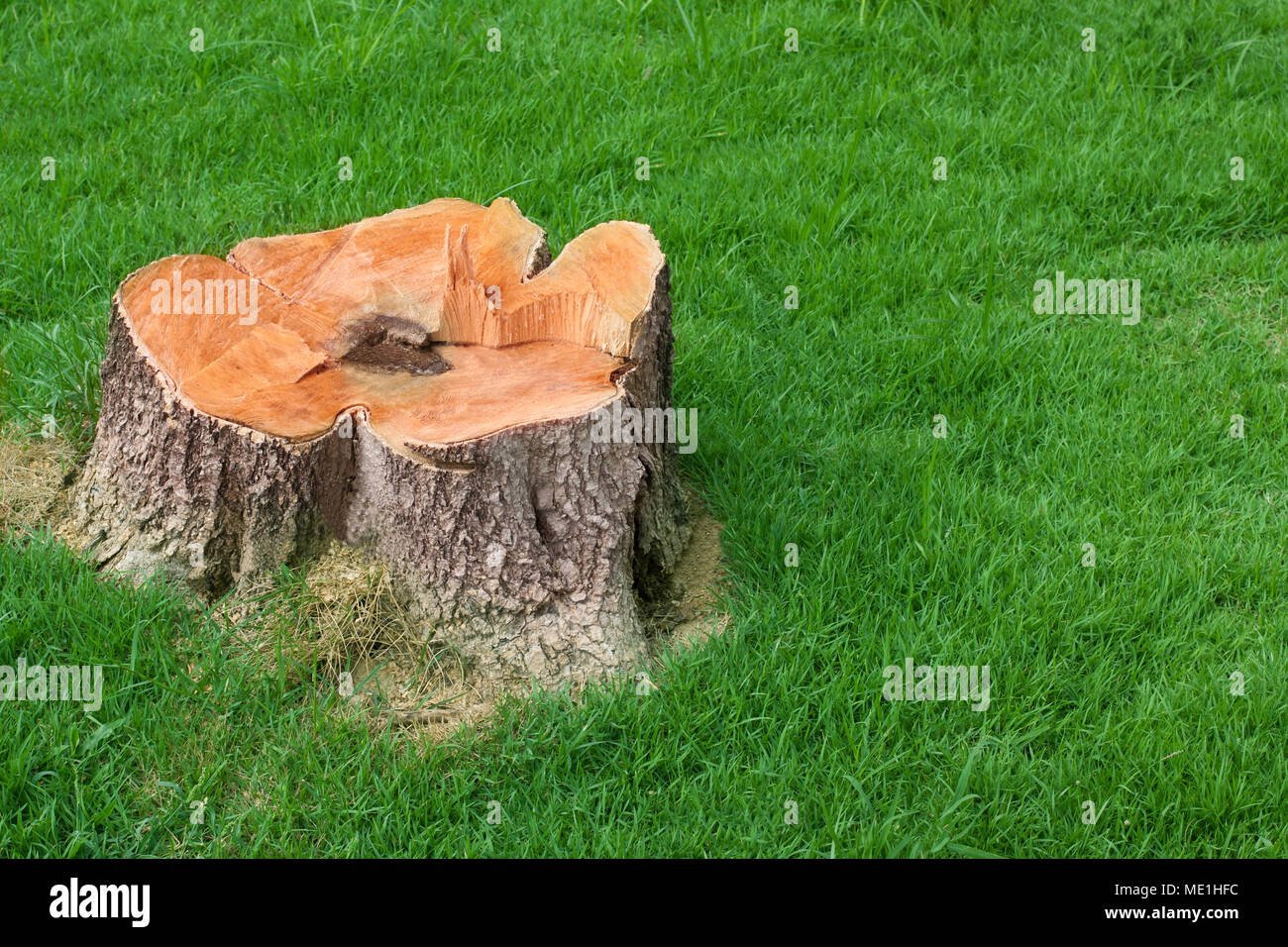 surface of cutting tree stump Stock Photo - Alamy