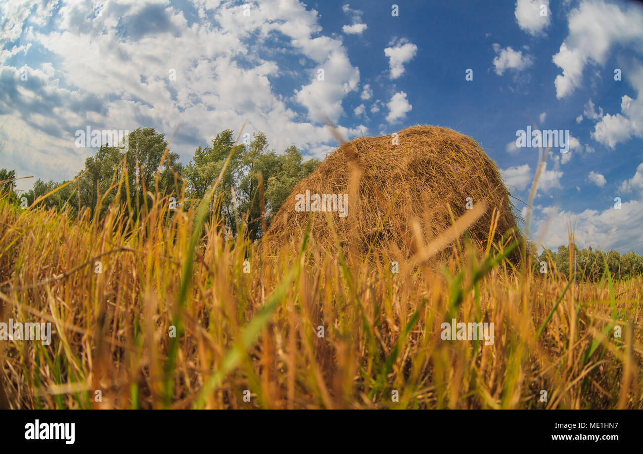 Crop field russia hi-res stock photography and images - Alamy