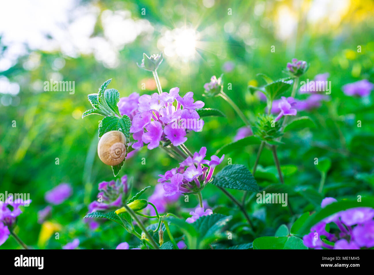 Little snail on the big fresh green bush with beautiful purple flowers ...