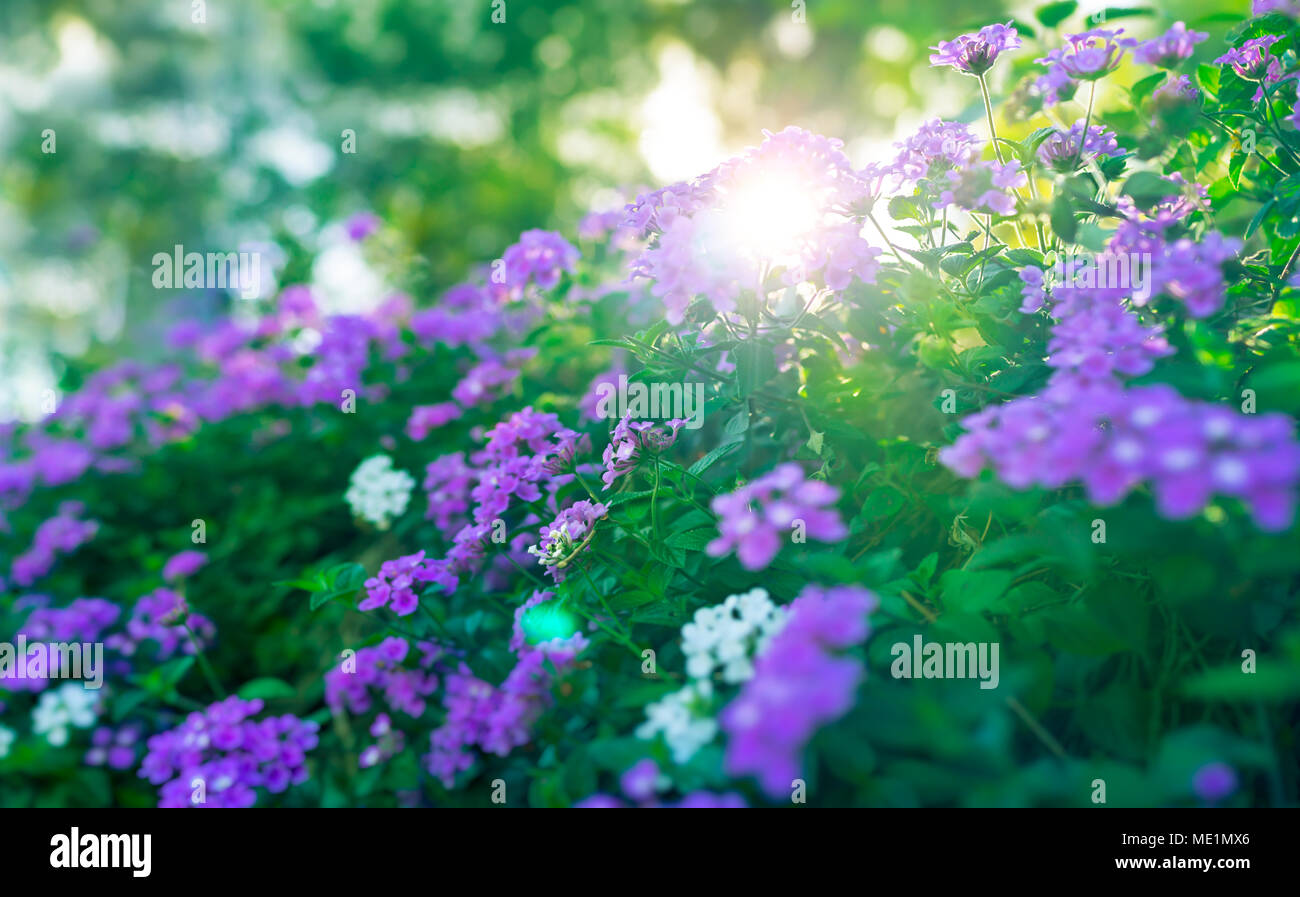 Beautiful floral bush in the orchard in sunny day, fresh green shrub ...