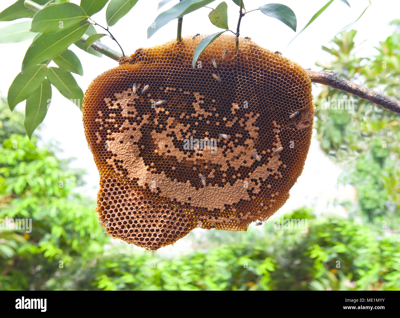 Beehive on tree hi-res stock photography and images - Alamy