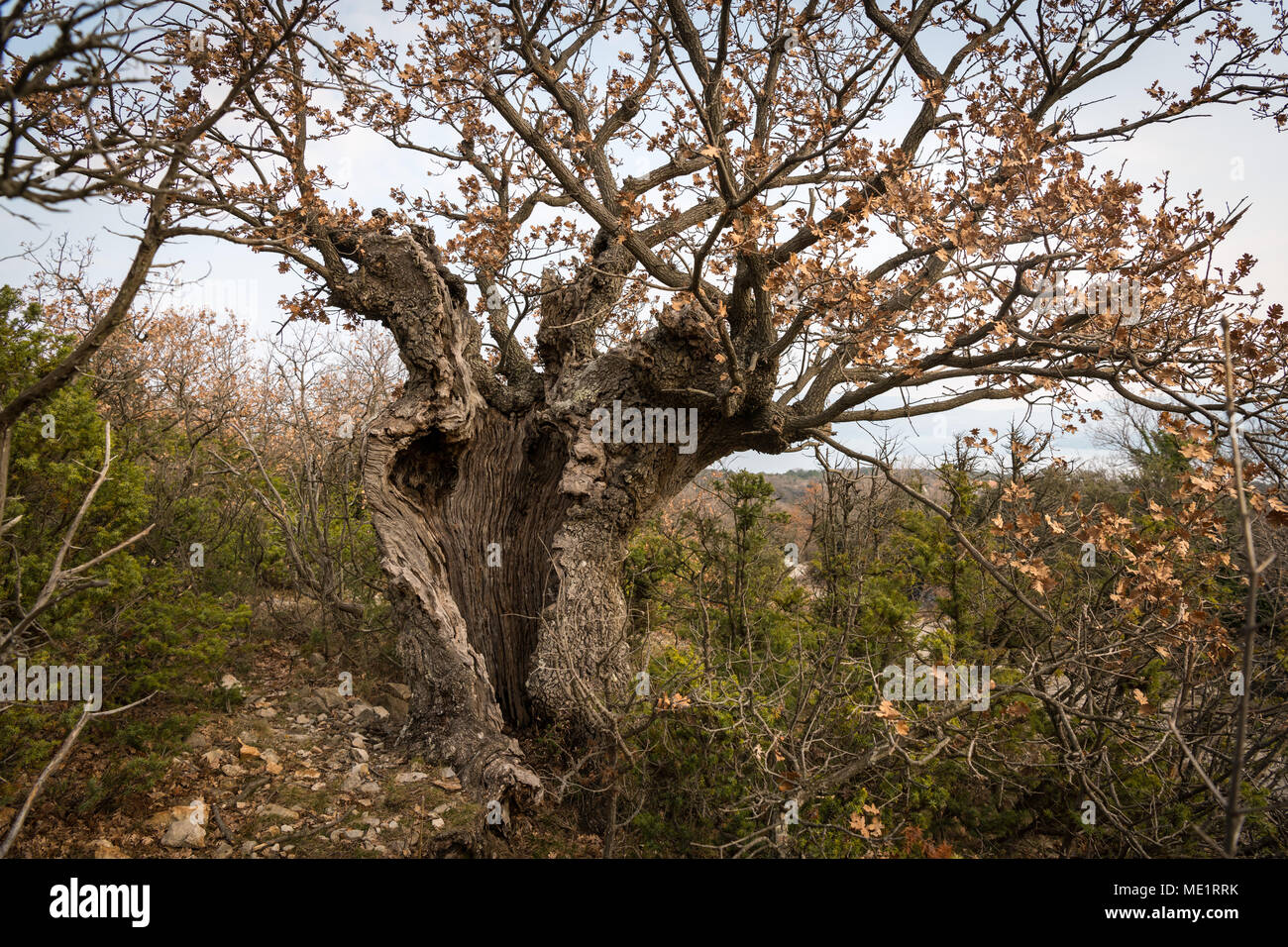 Tree cavities hi-res stock photography and images - Alamy