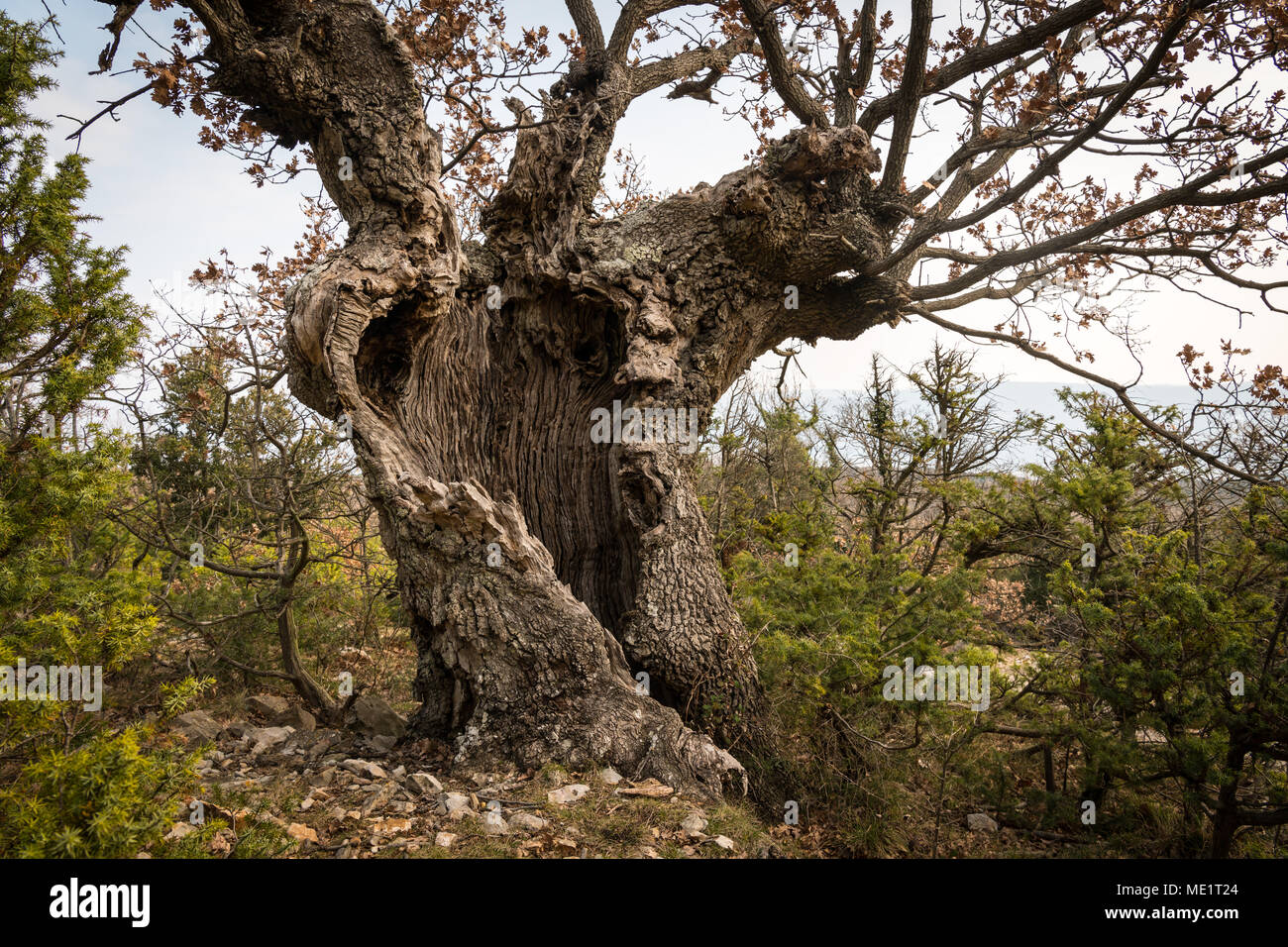 An old oak tree with cavities and holes in Croatia (Island Cres) on a ...