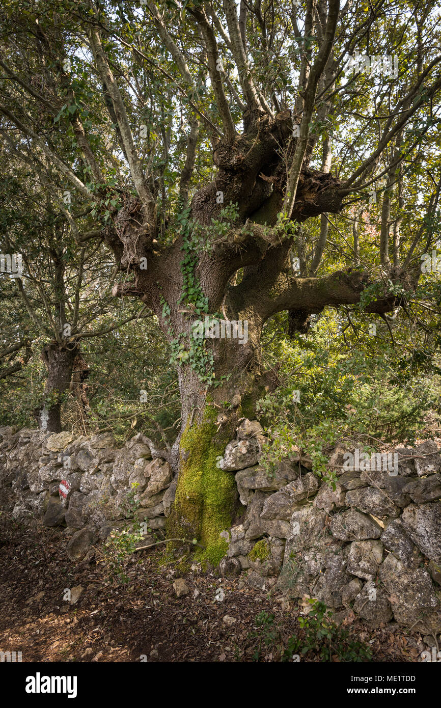 An old oak tree growing between stone walls (Island Cres, Croatia Stock ...