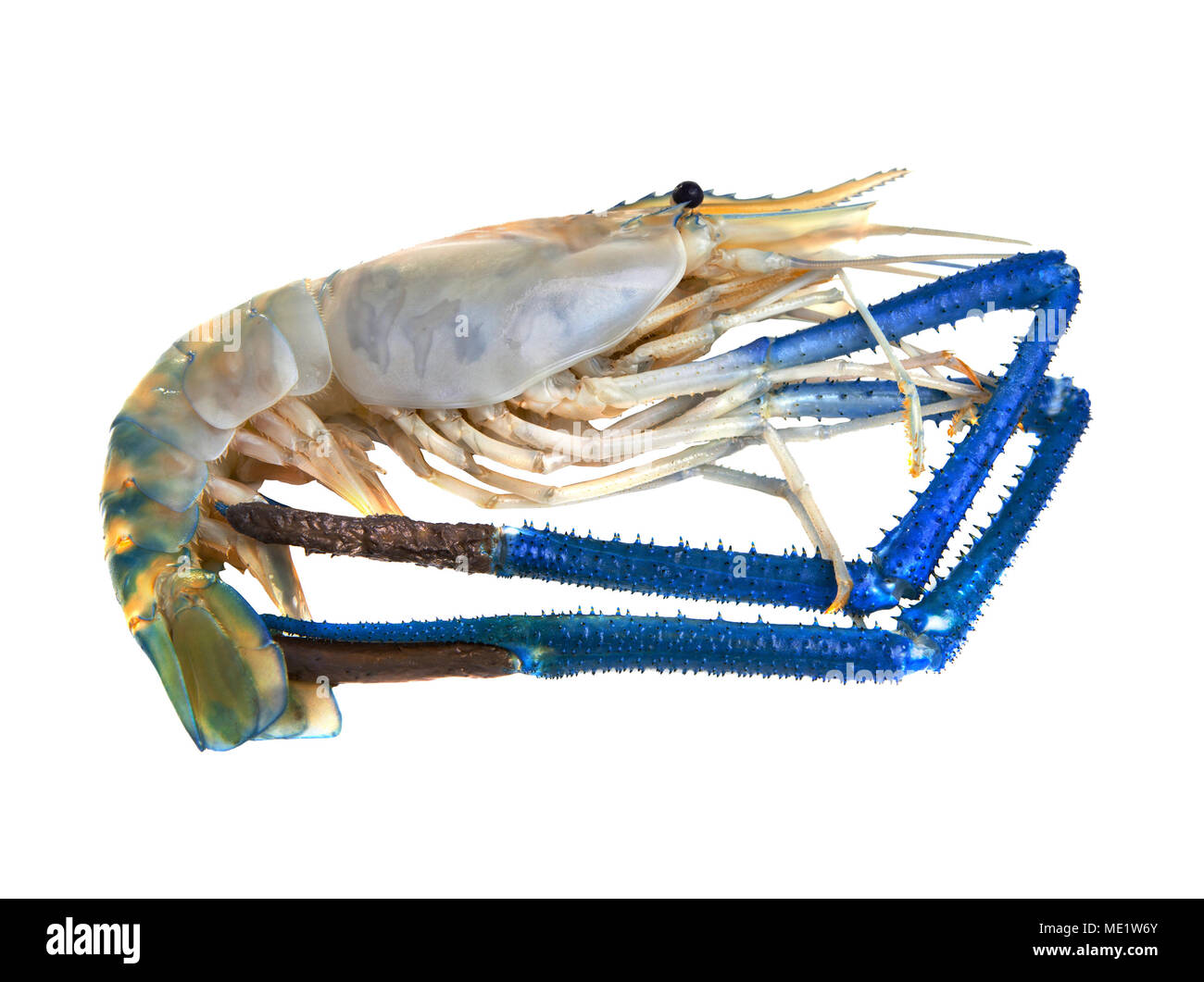 Giant Freshwater Prawn Stock Photos & Giant Freshwater Prawn Stock ...