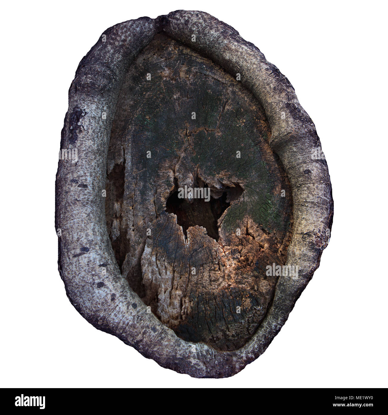 Nest tree hole Cut Out Stock Images & Pictures - Alamy