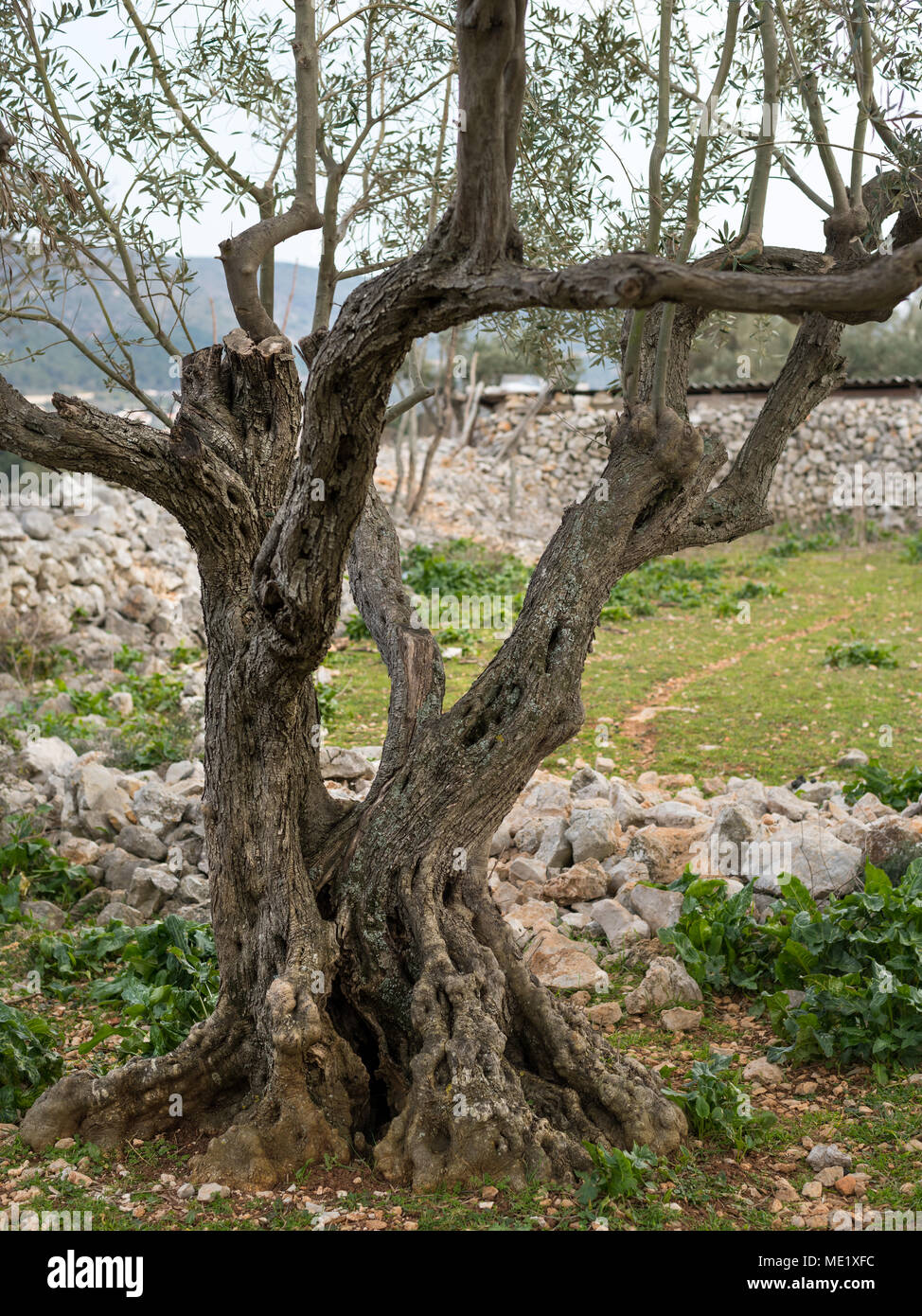 An olive tree with interesting roots in Croatia (Island Cres Stock ...