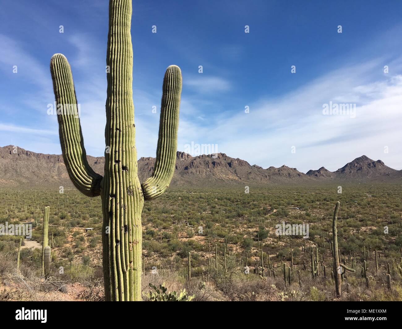 Arizona Desert Landscape Stock Photo - Alamy